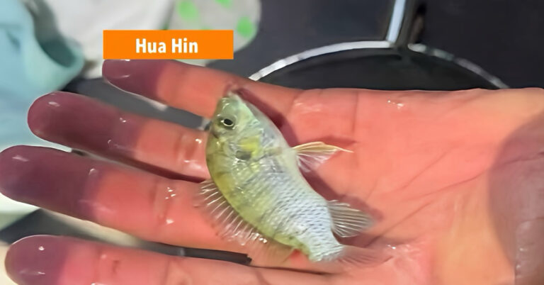 🎥: Schokkende ontdekking in Centraal-Thailand, de zwartkin-tilapia ...